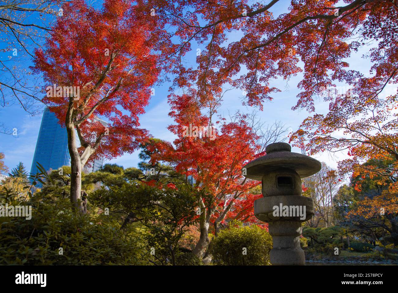 A red maple tree and lantern at Hibiya park in Tokyo Stock Photo - Alamy
