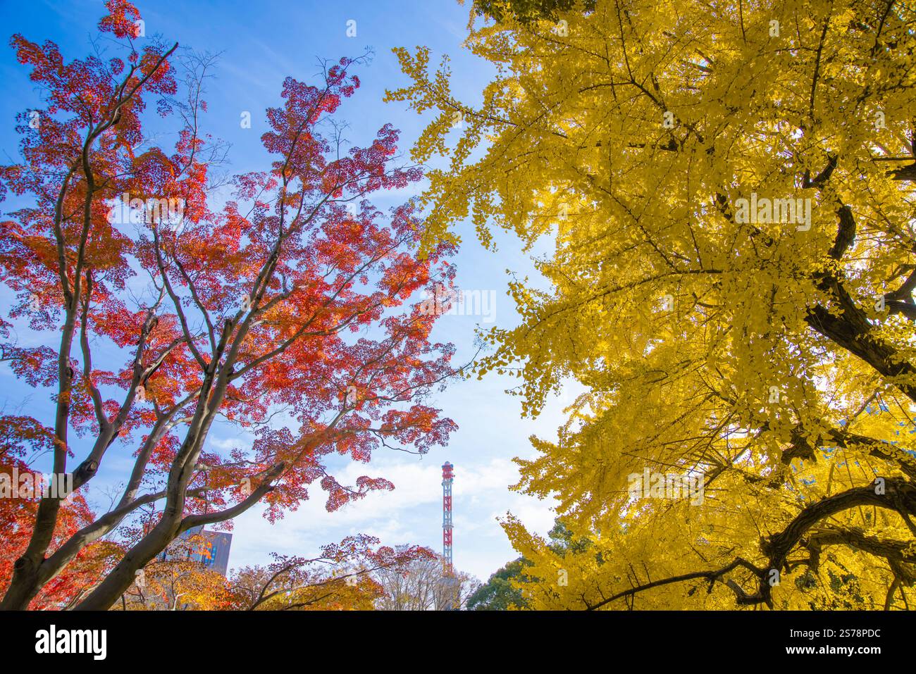 A yellow gingko tree and red maple tree with tower at Hibiya park in Tokyo Stock Photo - Alamy