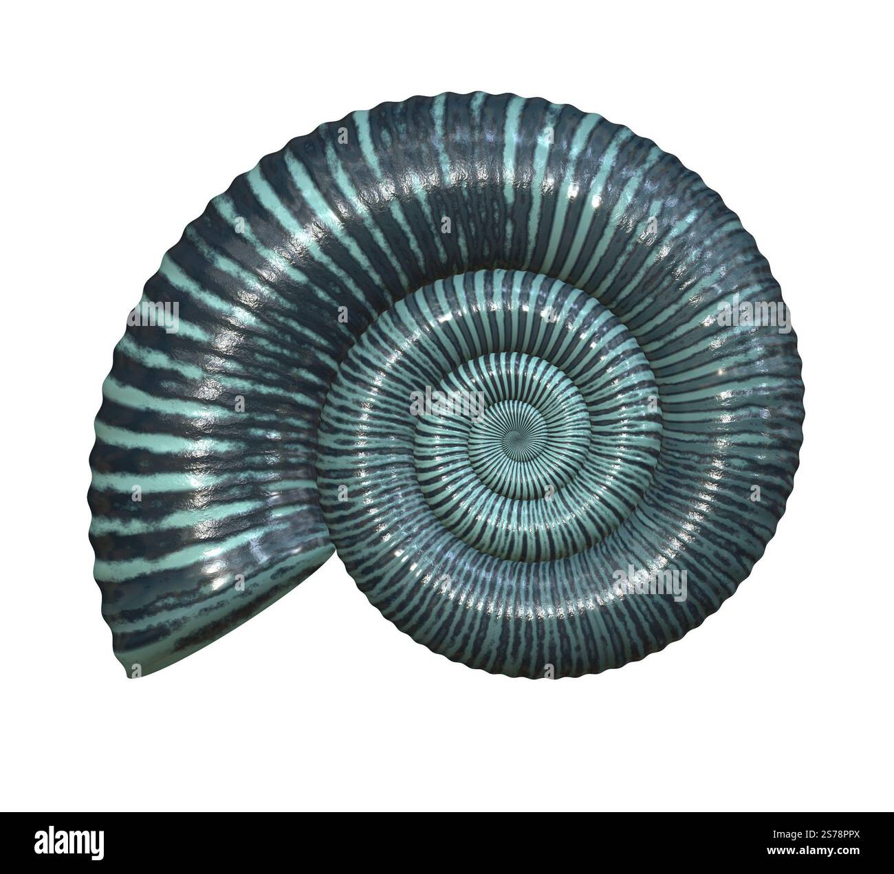 An illustration of a high detailed sea shell Stock Photo - Alamy