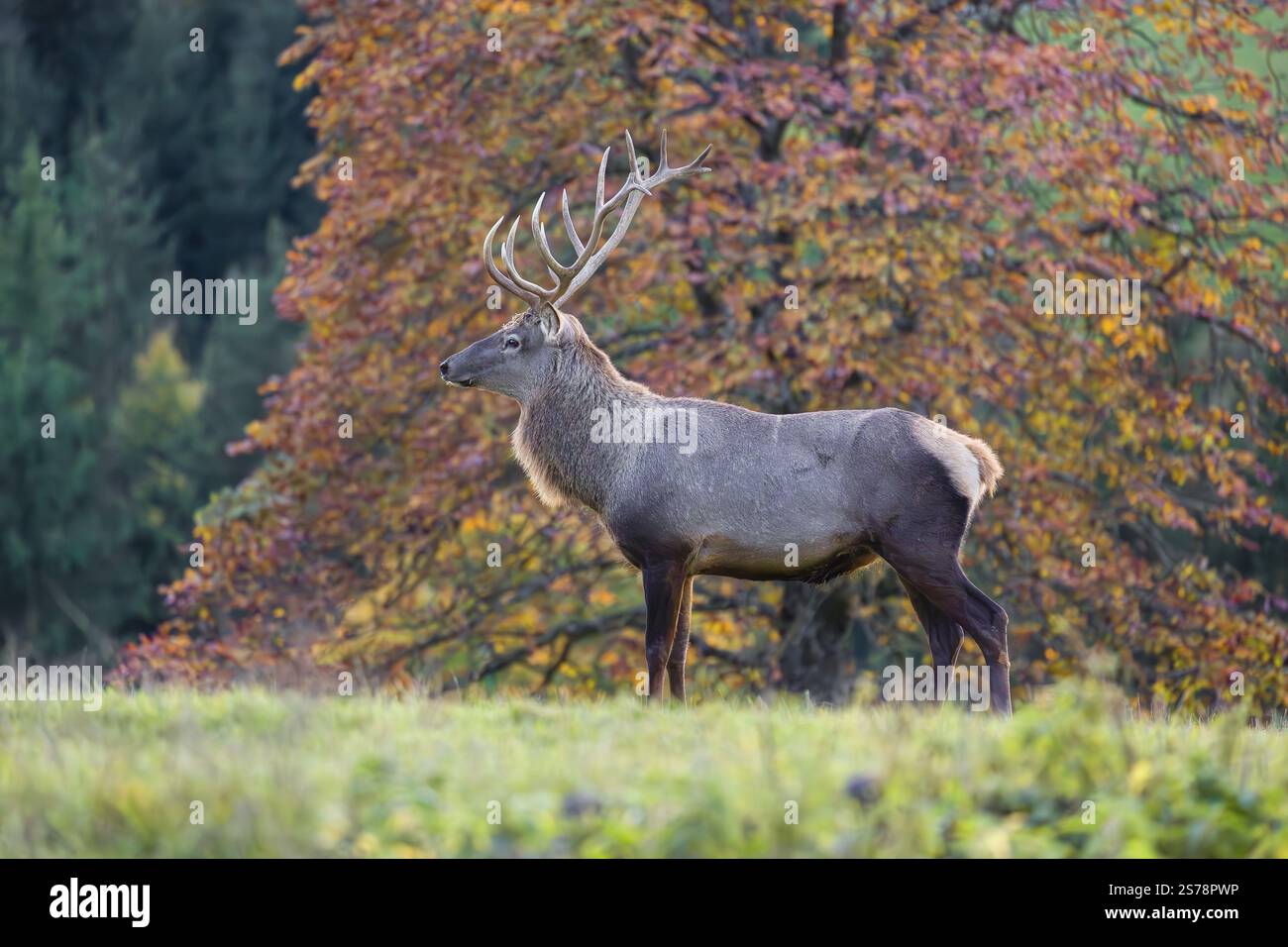 An Altai maral stag, Altai wapiti or Altai elk (Cervus canadensis ...