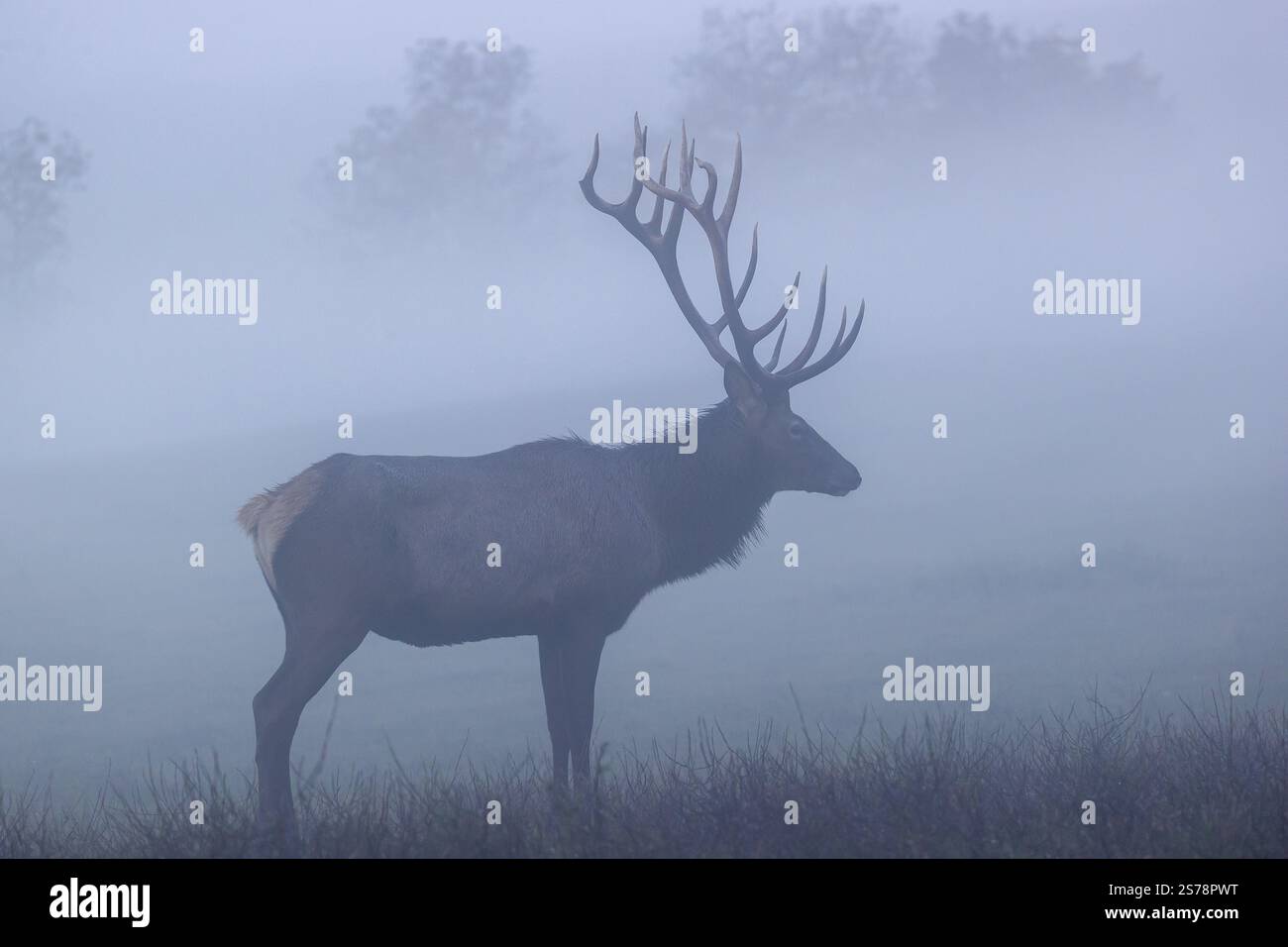 An Altai maral stag, Altai wapiti or Altai elk (Cervus canadensis ...