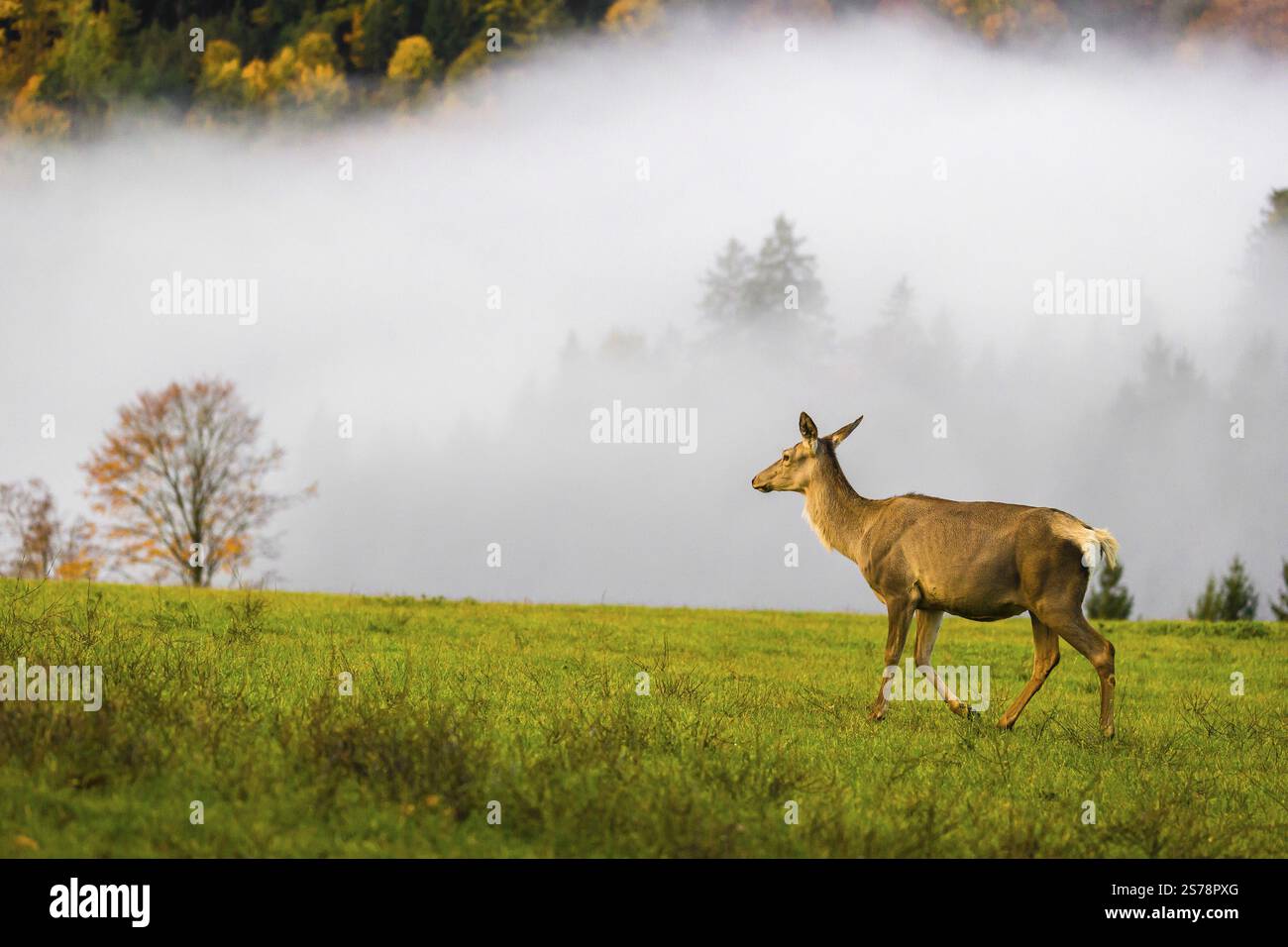 An Altai maral hind, Altai wapiti or Altai elk (Cervus canadensis ...