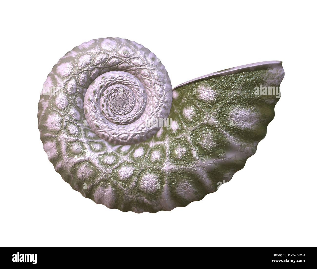 An illustration of a high detailed sea shell Stock Photo - Alamy