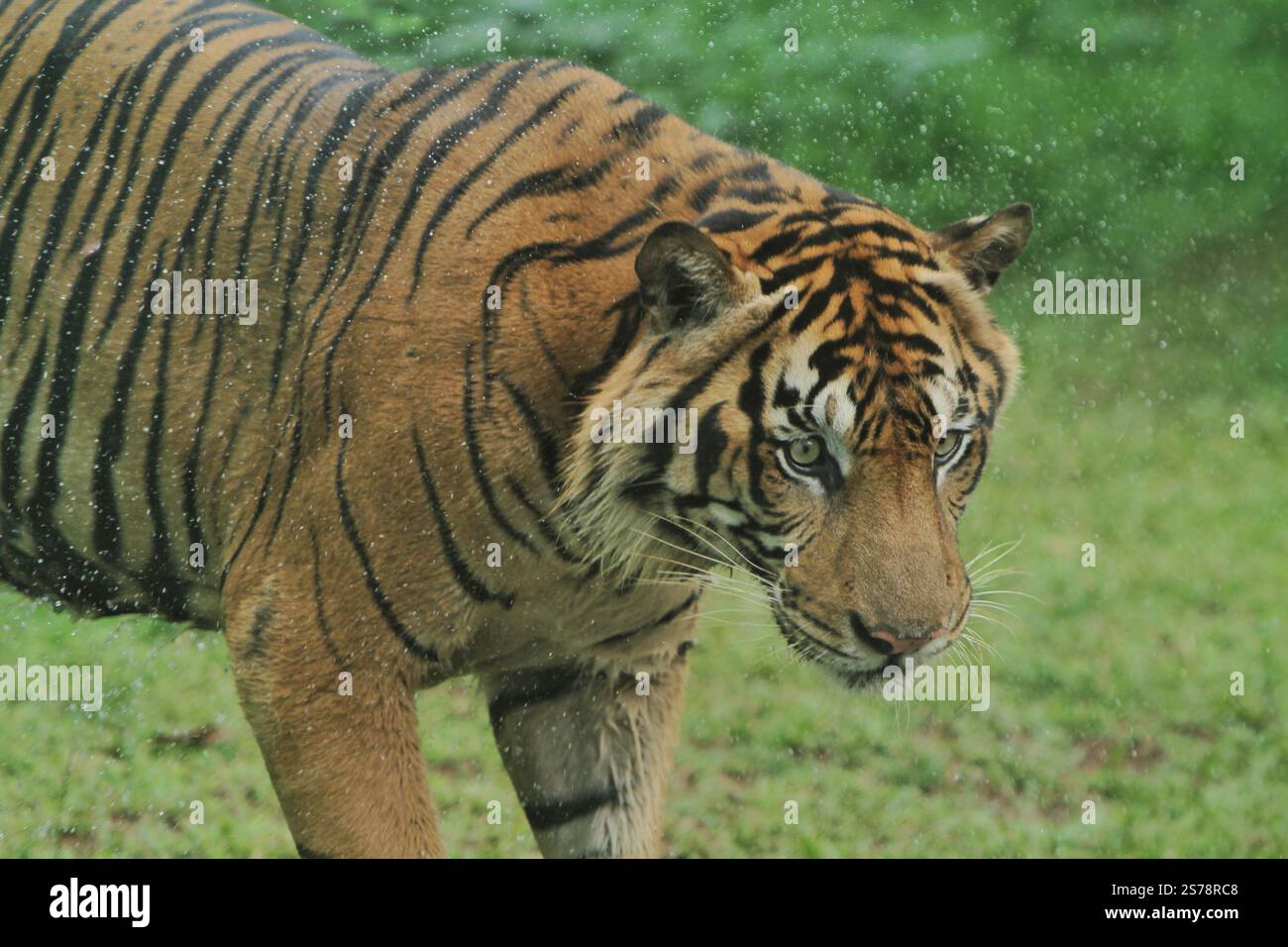 Sumatran tiger standing observing its surroundings during the day Stock ...