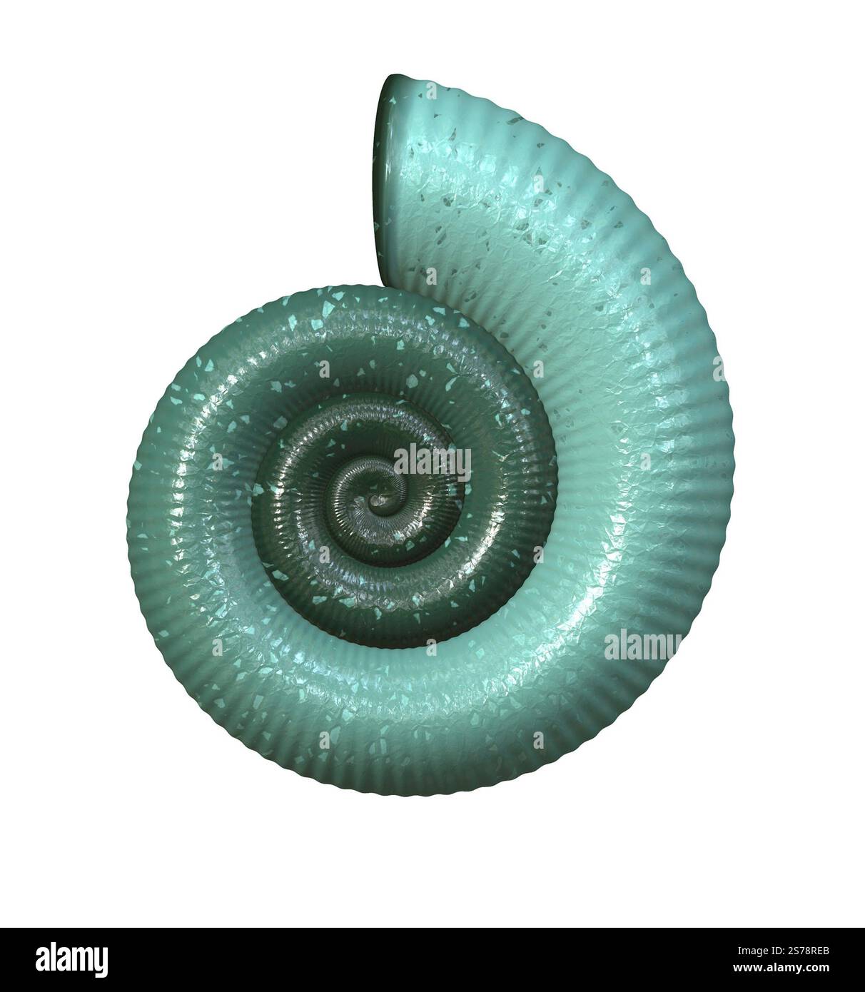 An illustration of a high detailed sea shell Stock Photo - Alamy