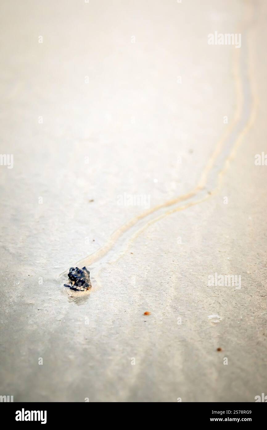 An image of the nice sea shell with path in the wet sand Stock Photo ...