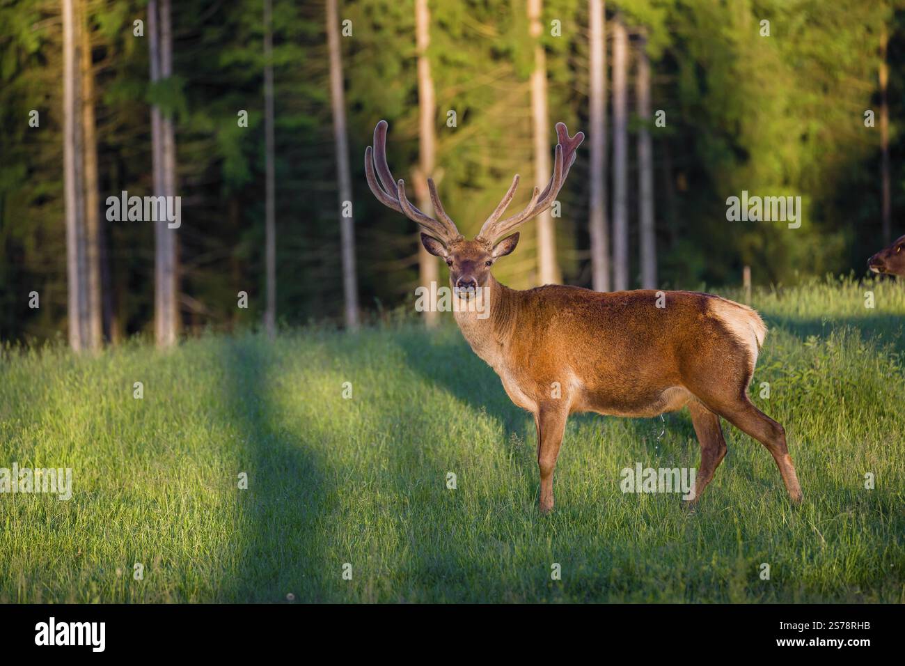 An Altai maral stag, Altai wapiti or Altai elk (Cervus canadensis ...