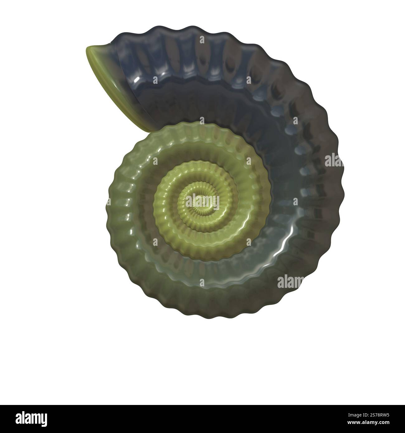 An illustration of a beautiful detailed sea shell Stock Photo - Alamy