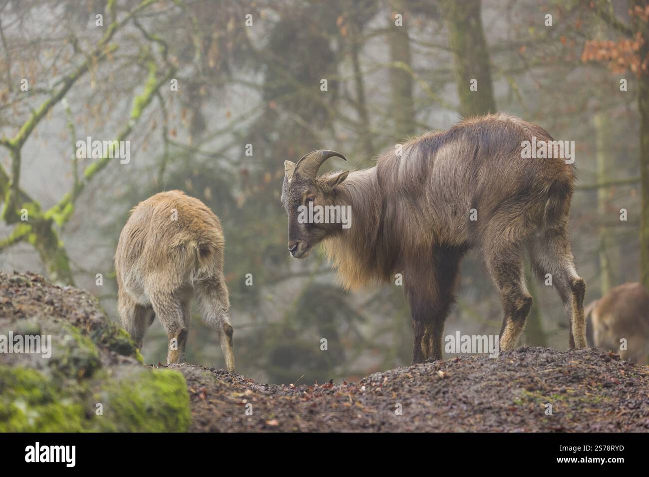 A male and a female Himalayan Tahr (Hemitragus jemlahicus) stand in the ...