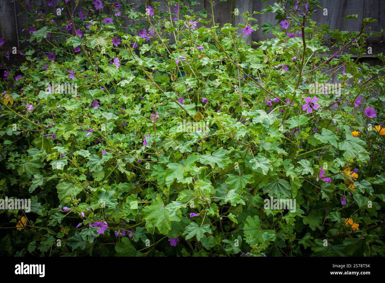 A Look at Life in New Zealand: wonderful organic food growing in my ...