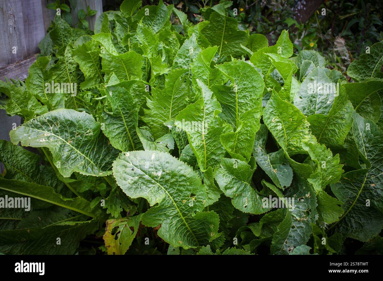 A Look at Life in New Zealand: wonderful organic food growing in my ...