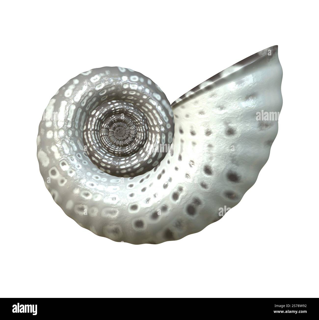 An illustration of a high detailed sea shell Stock Photo - Alamy