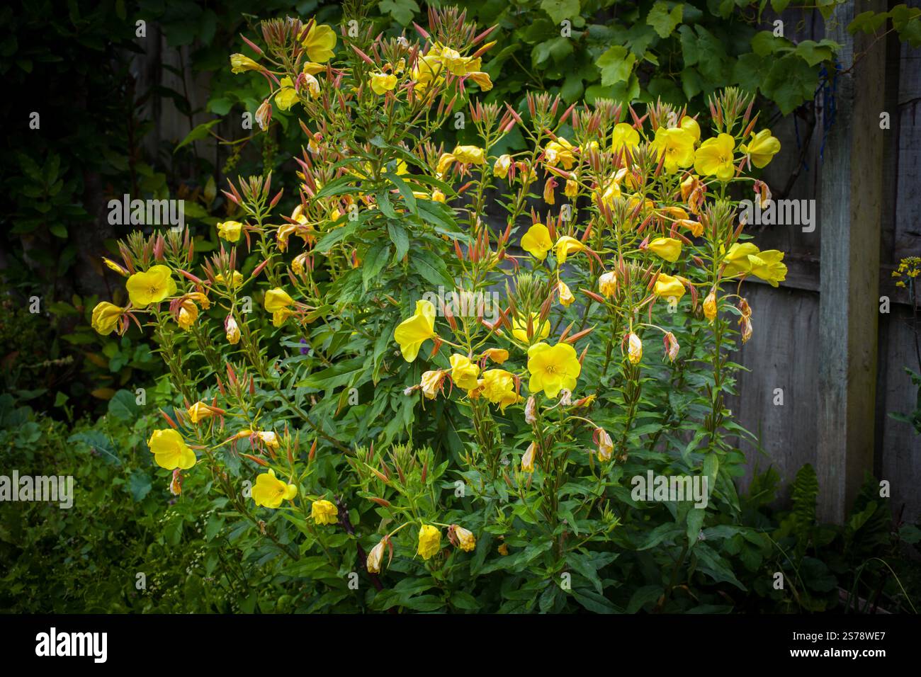 A Look at Life in New Zealand: wonderful organic food growing in my ...