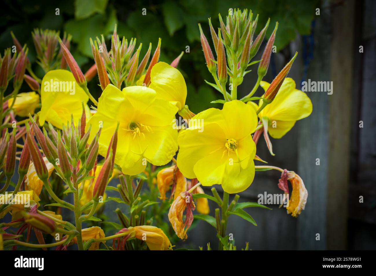 A Look at Life in New Zealand: wonderful organic food growing in my ...