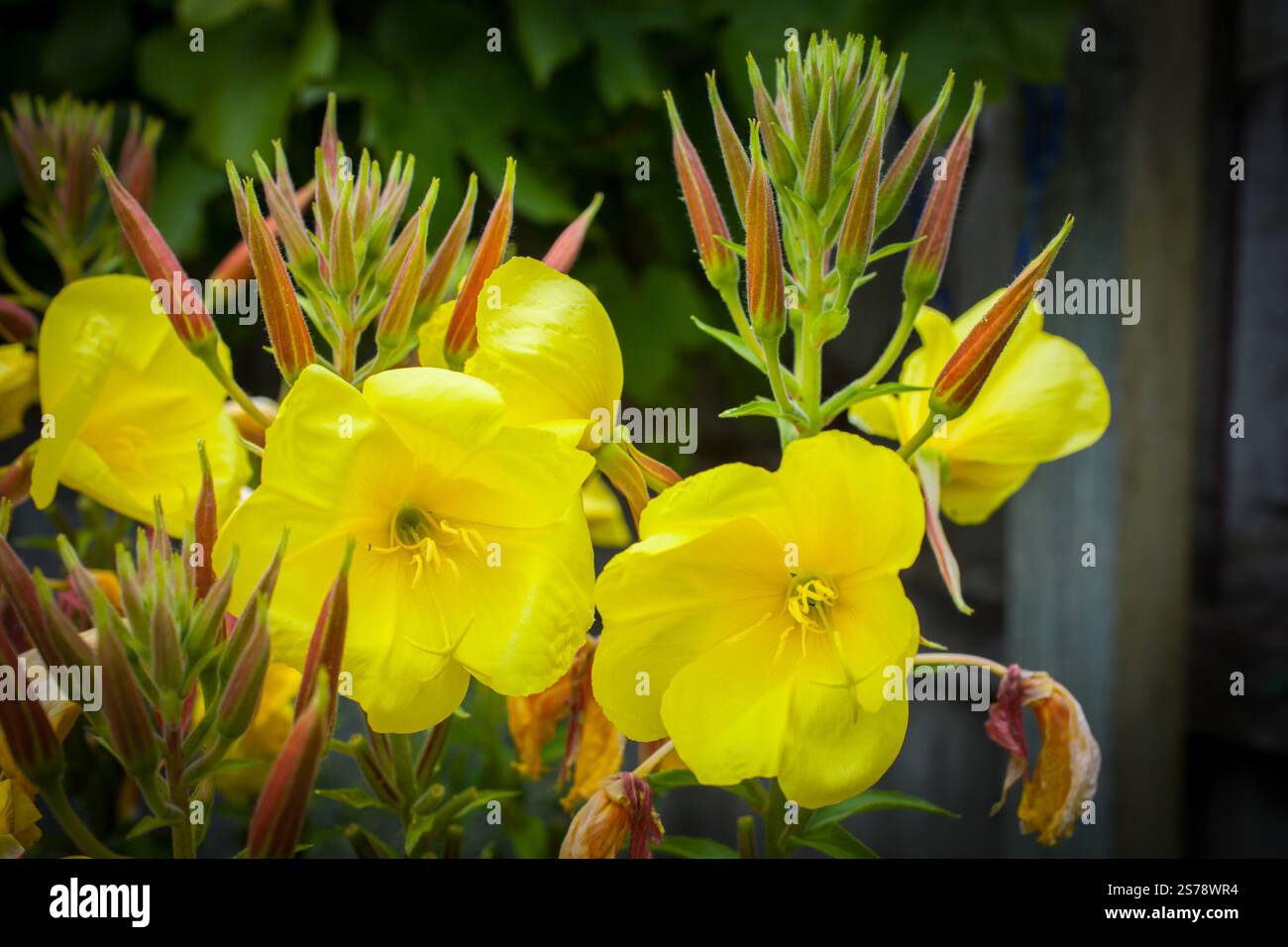 A Look at Life in New Zealand: wonderful organic food growing in my ...