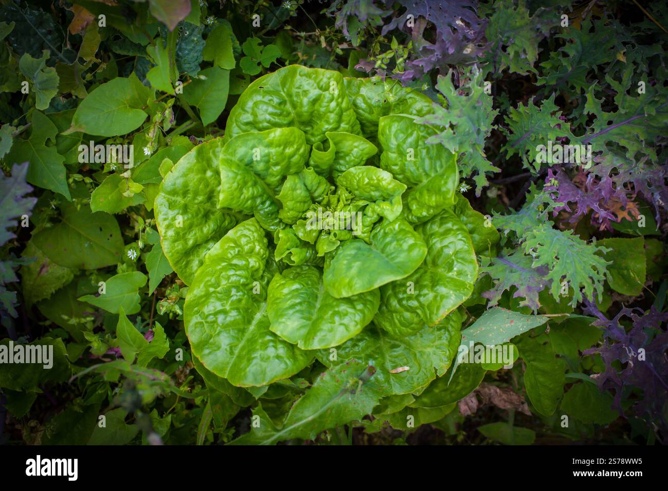 A Look at Life in New Zealand: wonderful organic food growing in my ...