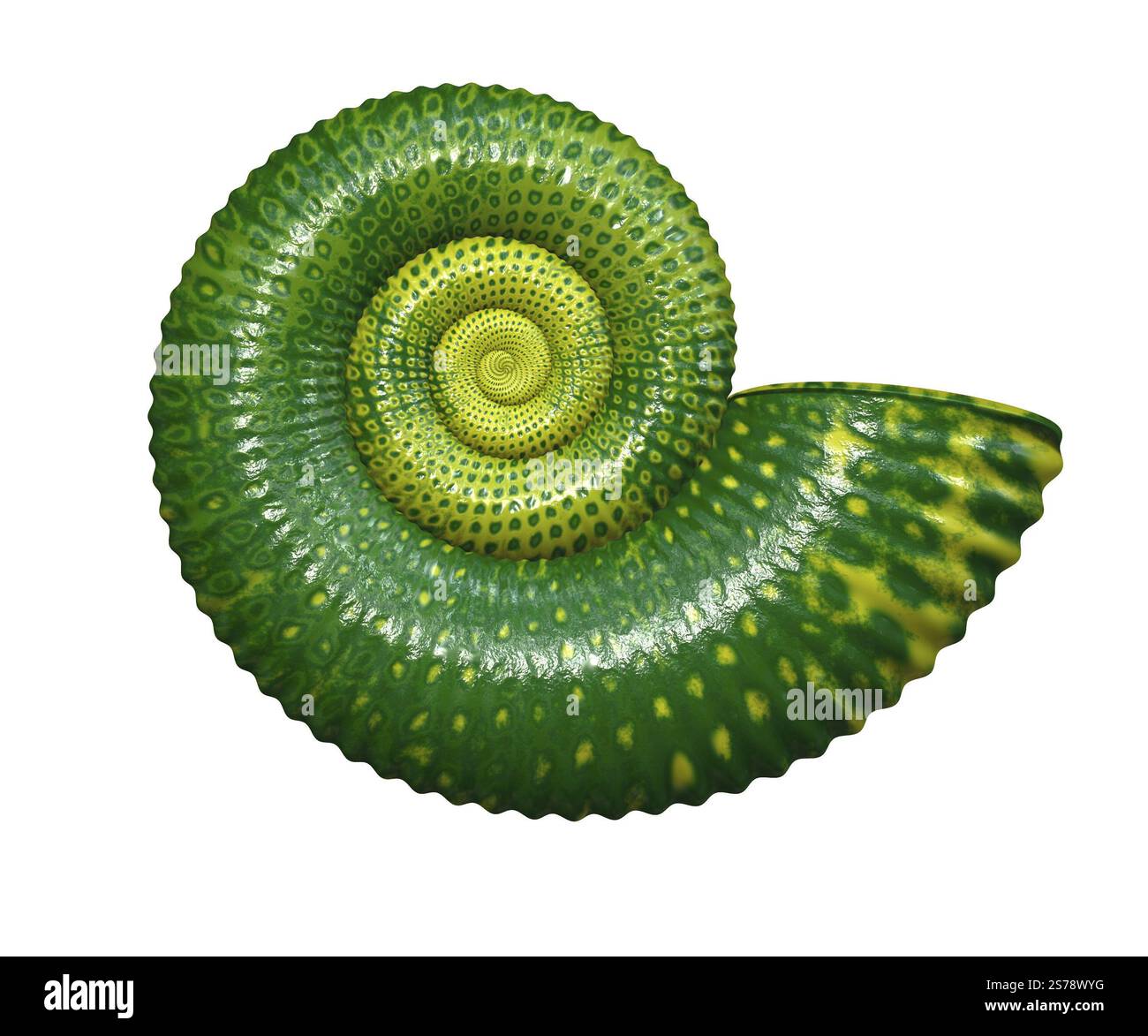 An illustration of a high detailed sea shell Stock Photo - Alamy