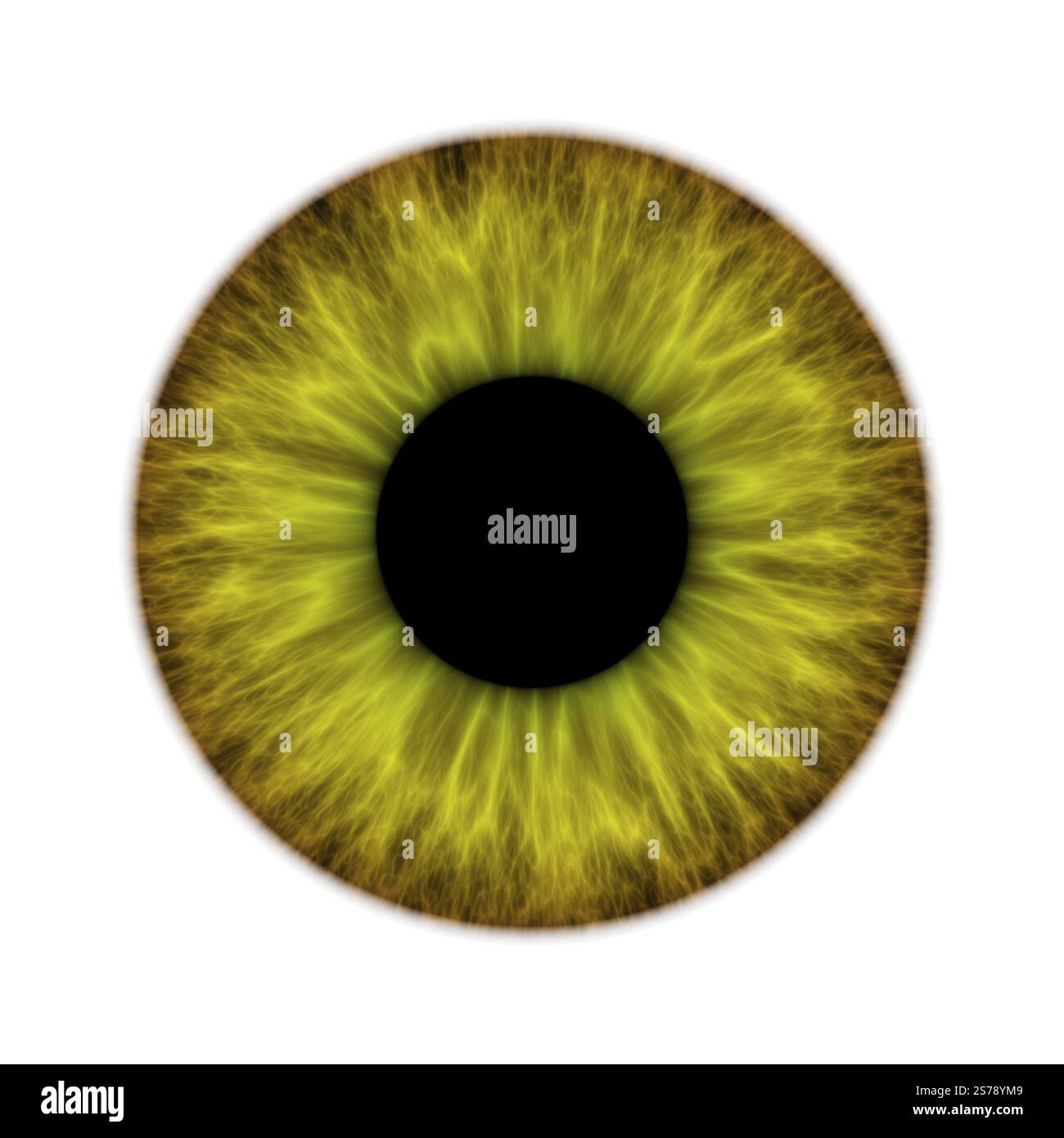 An illustration of a green isolated iris Stock Photo - Alamy