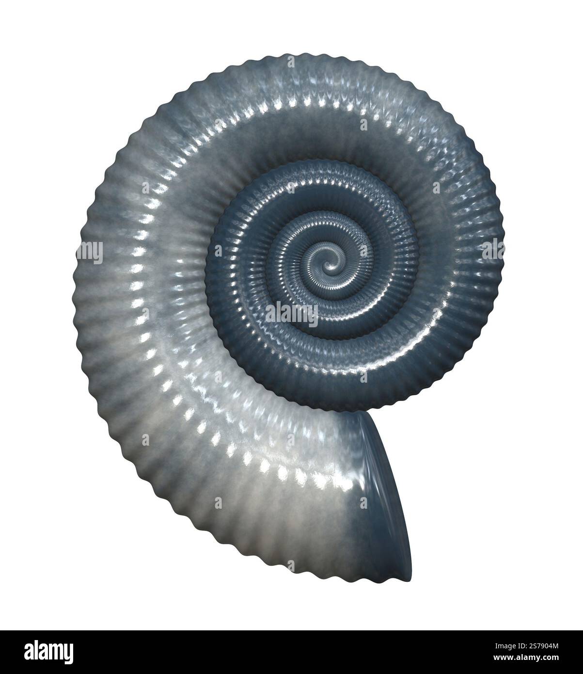 An illustration of a high detailed sea shell Stock Photo - Alamy