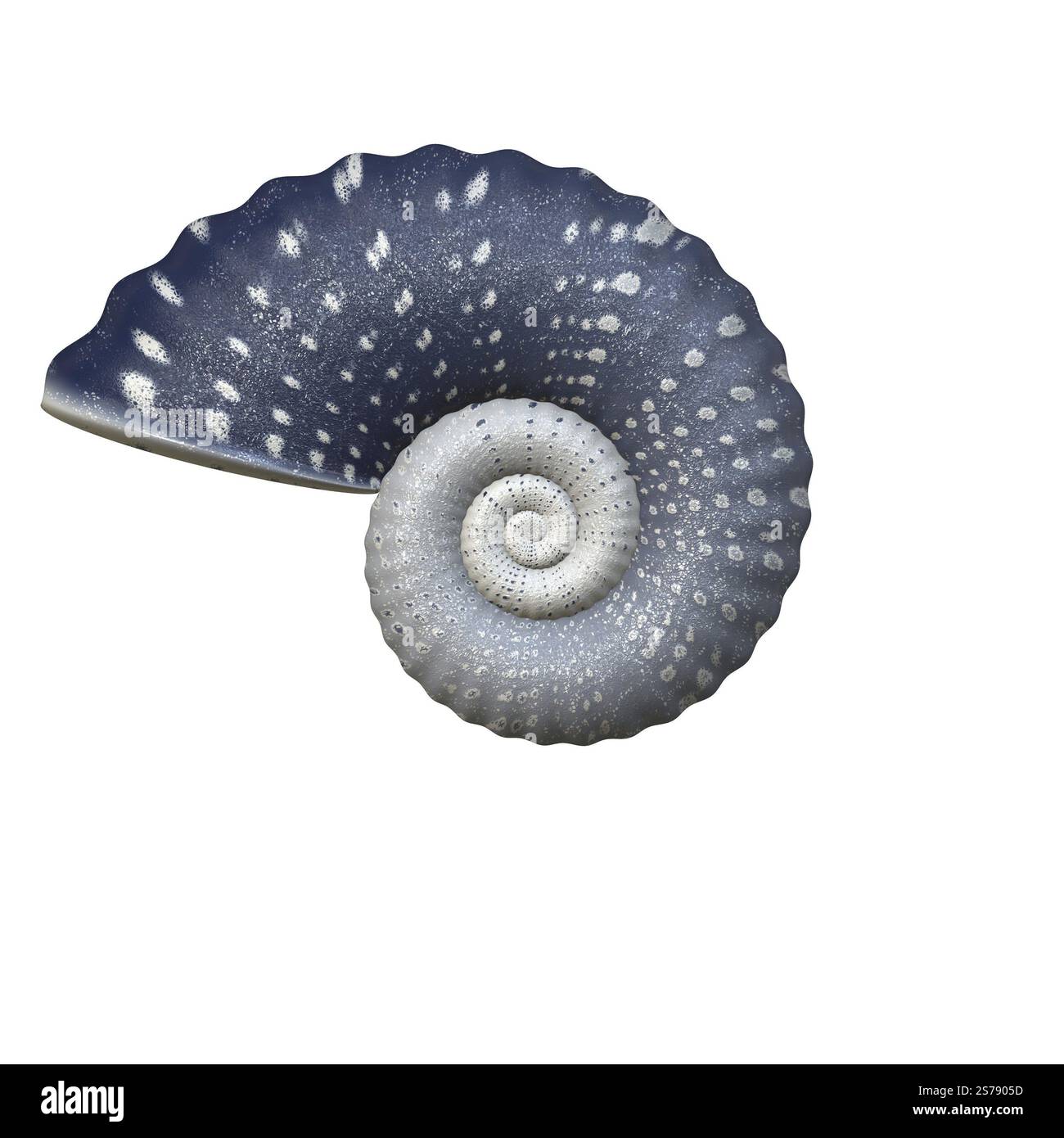 An illustration of a beautiful sea shell Stock Photo - Alamy