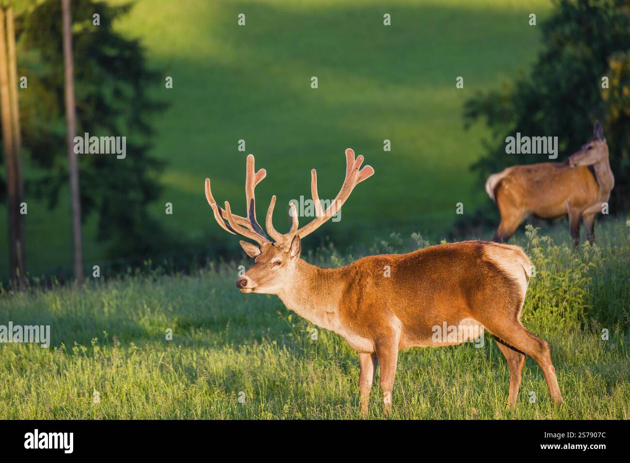 An Altai maral stag, Altai wapiti or Altai elk (Cervus canadensis ...