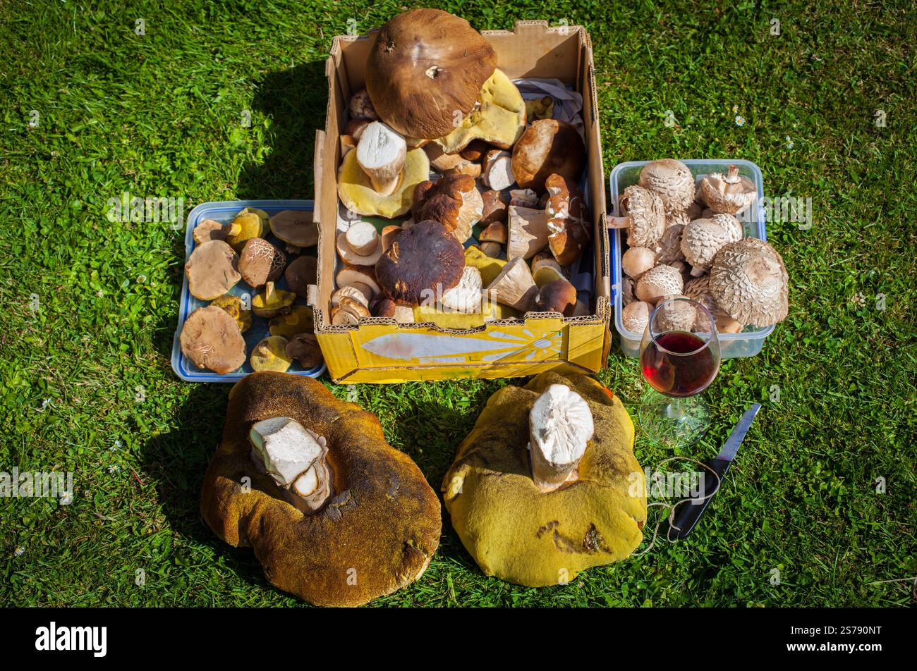 Foraged cep edible mushrooms hi-res stock photography and images - Alamy