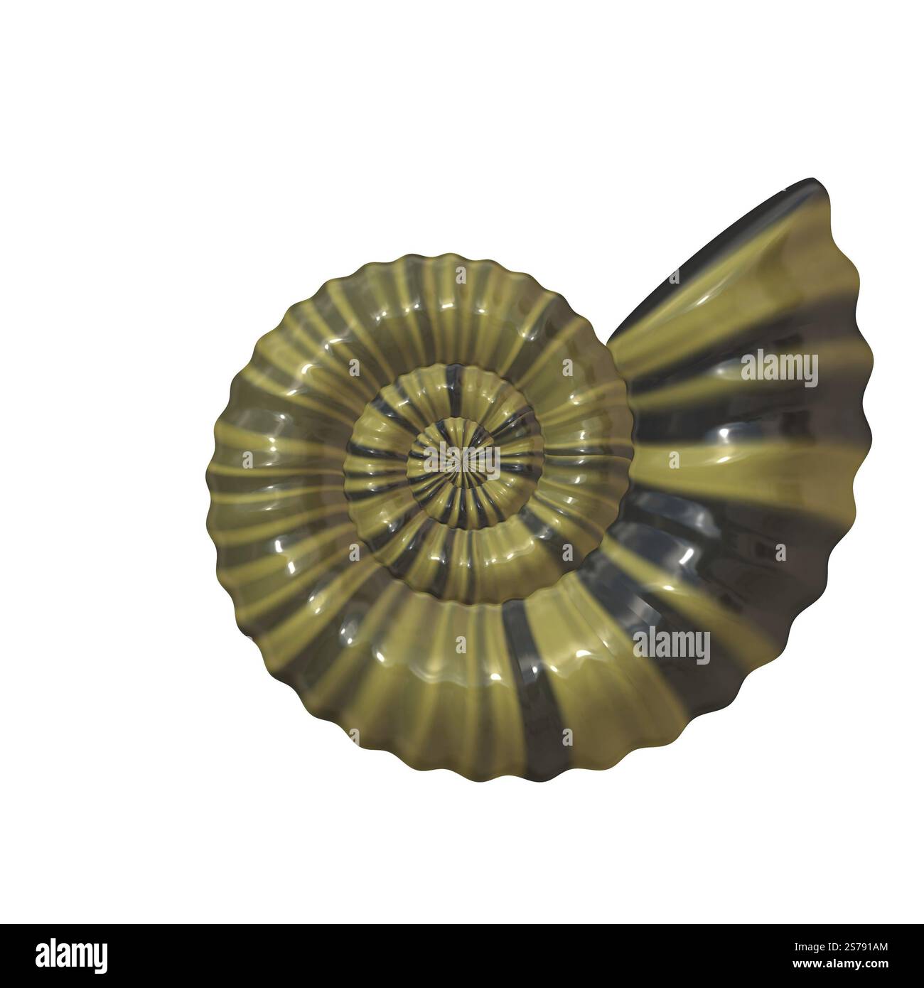 An illustration of a beautiful detailed sea shell Stock Photo - Alamy