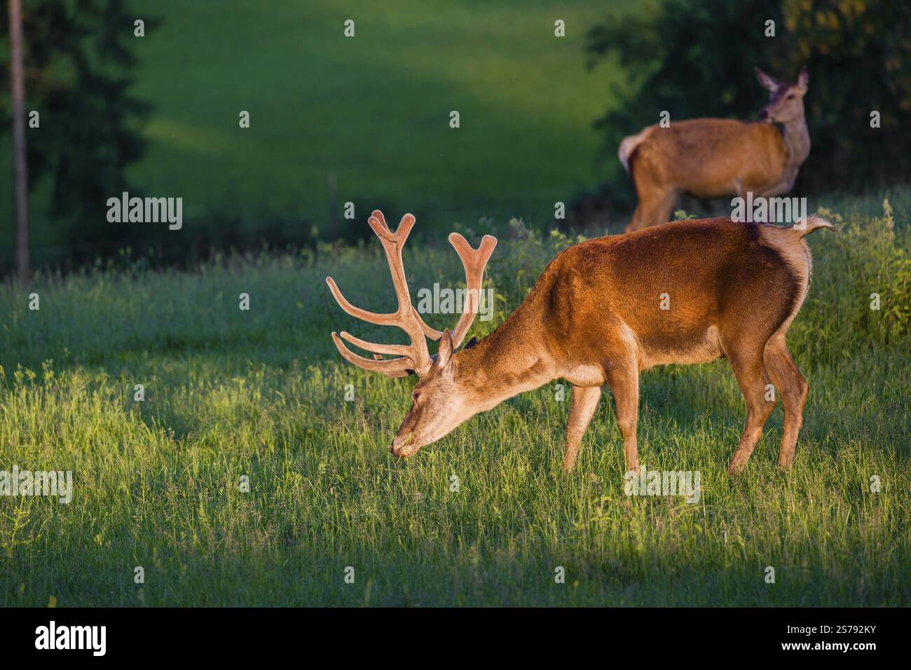 An Altai maral stag, Altai wapiti or Altai elk (Cervus canadensis ...