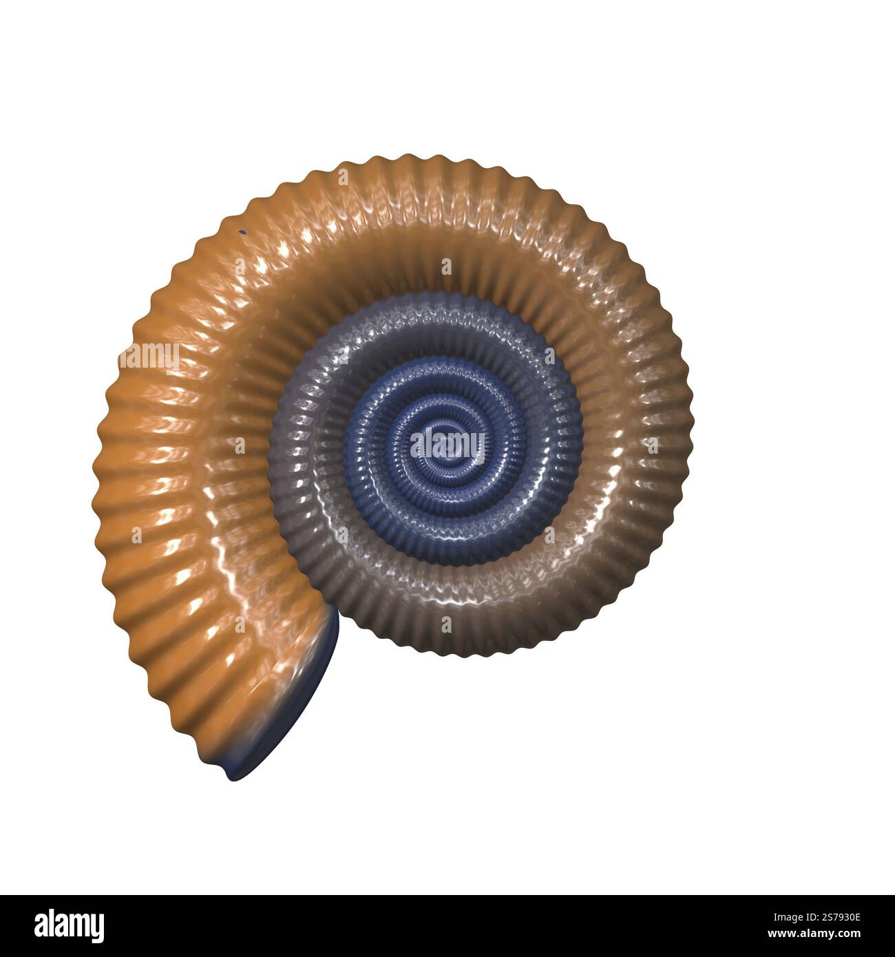 An illustration of a detailed sea shell Stock Photo - Alamy