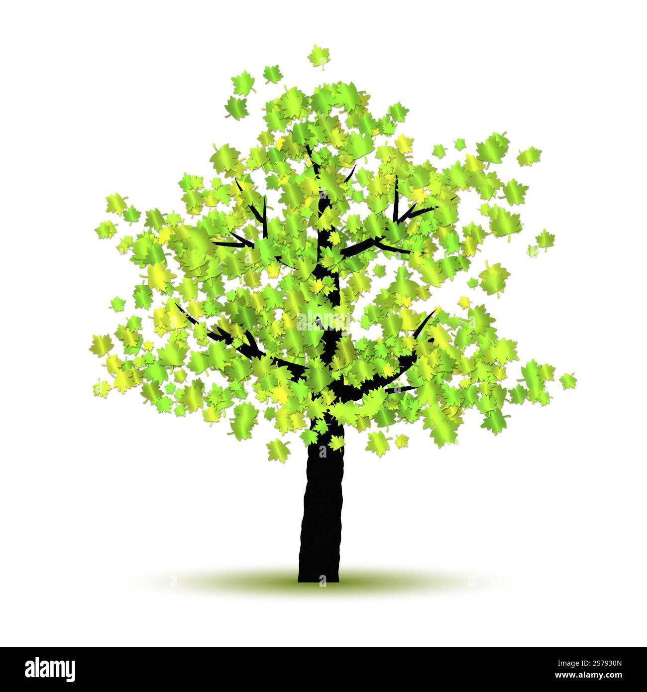 Close up sections tree Cut Out Stock Images & Pictures - Alamy