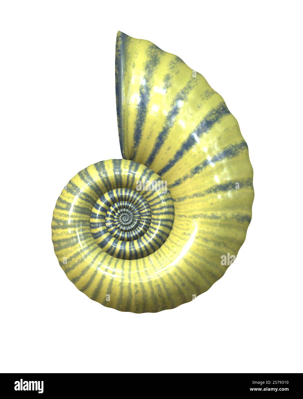 An illustration of a high detailed sea shell Stock Photo - Alamy