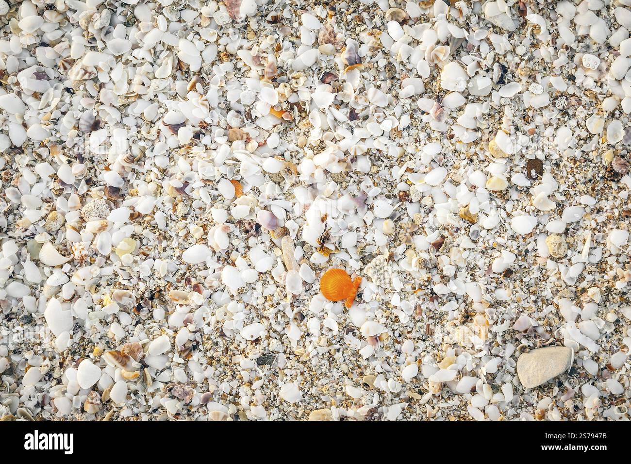 An image of a nice sea shell background Stock Photo - Alamy