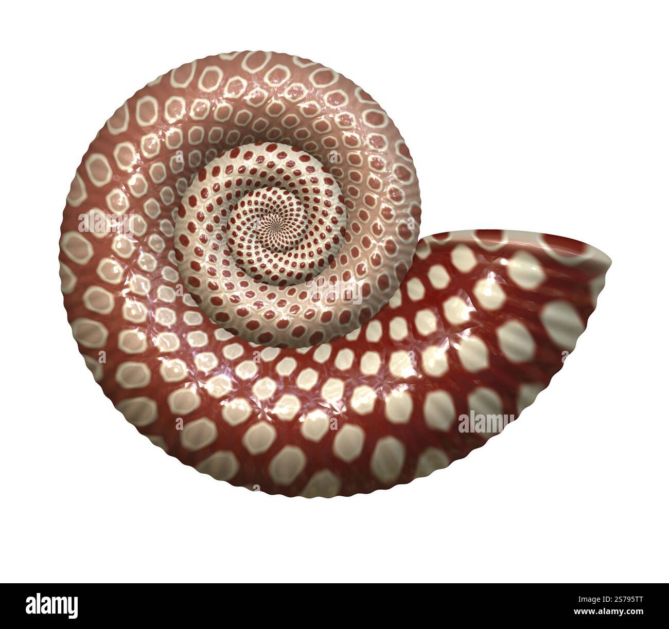 An illustration of a high detailed sea shell Stock Photo - Alamy