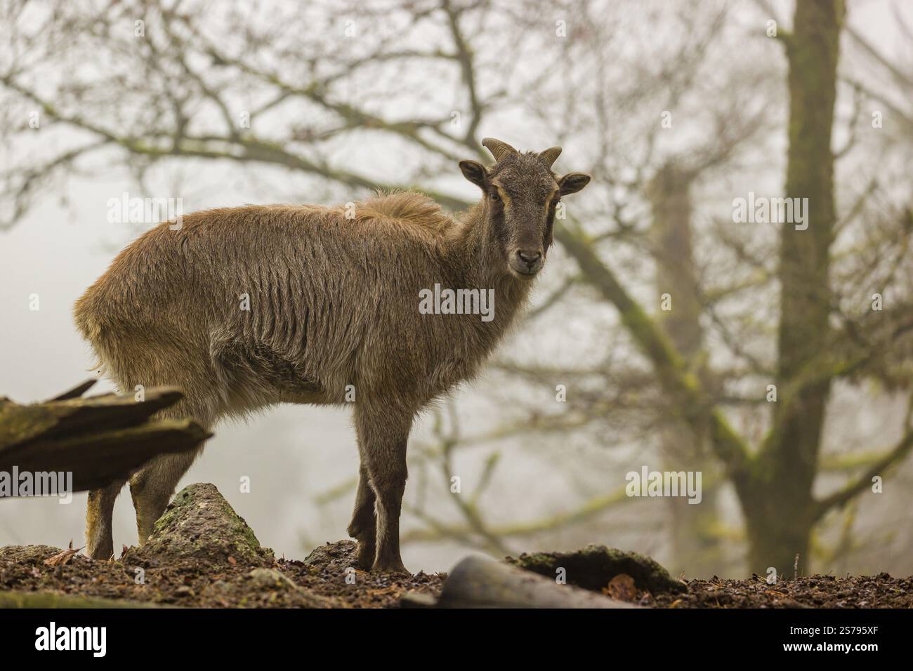 A female Himalayan Tahr (Hemitragus jemlahicus) stands in the forest on ...