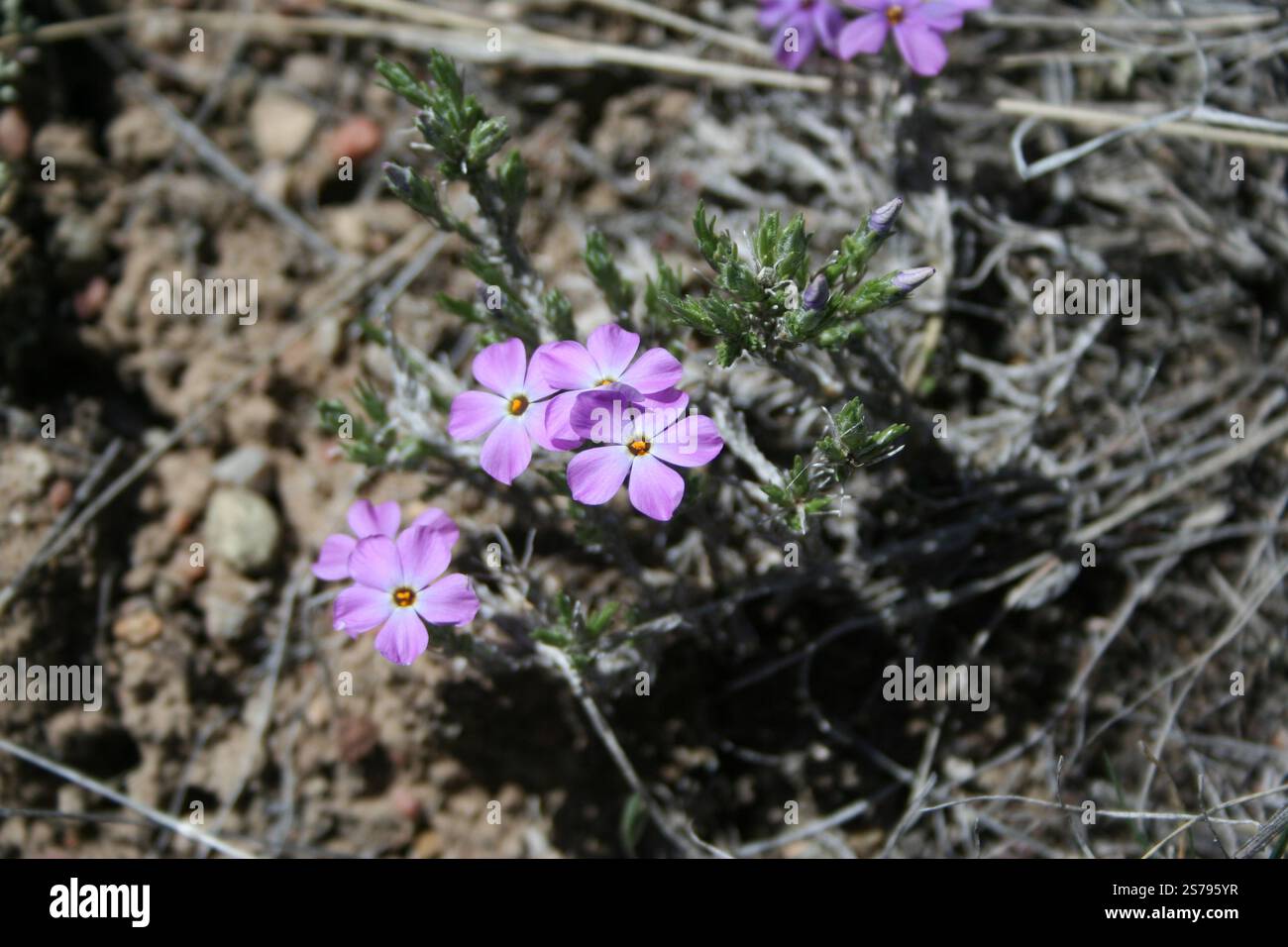 Beautiful purple and white wild phlox flowers Stock Photo - Alamy