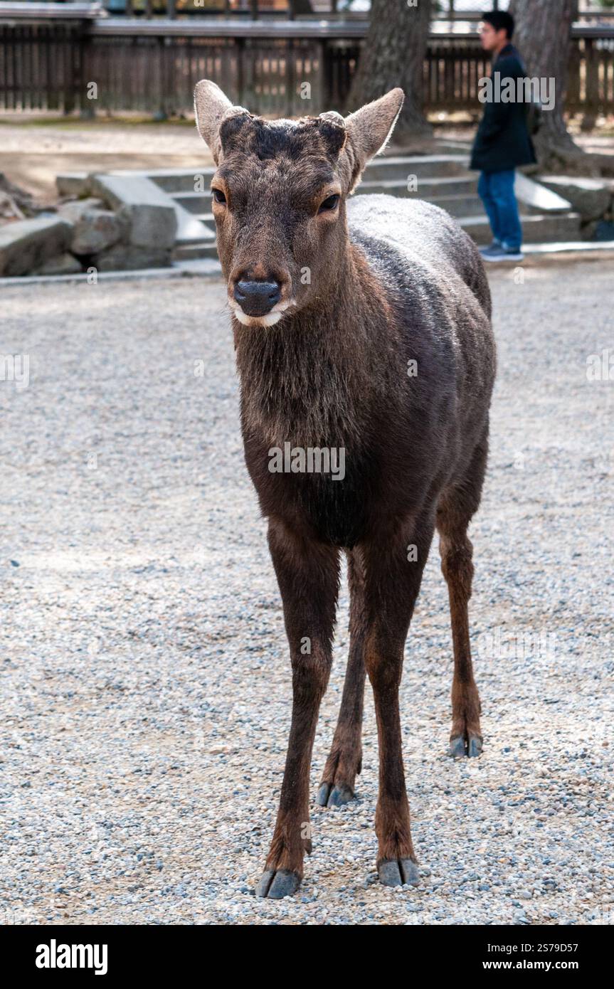 Nara, Japan - January 5, 2020.A deer walking the streets of Nara park ...