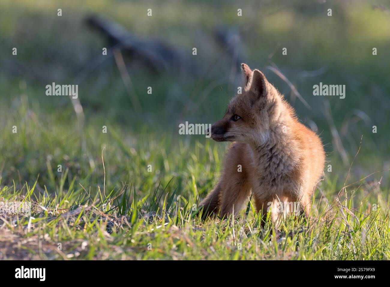 Young fox, Iwetemlaykin State Heritage Site, Oregon Stock Photo - Alamy
