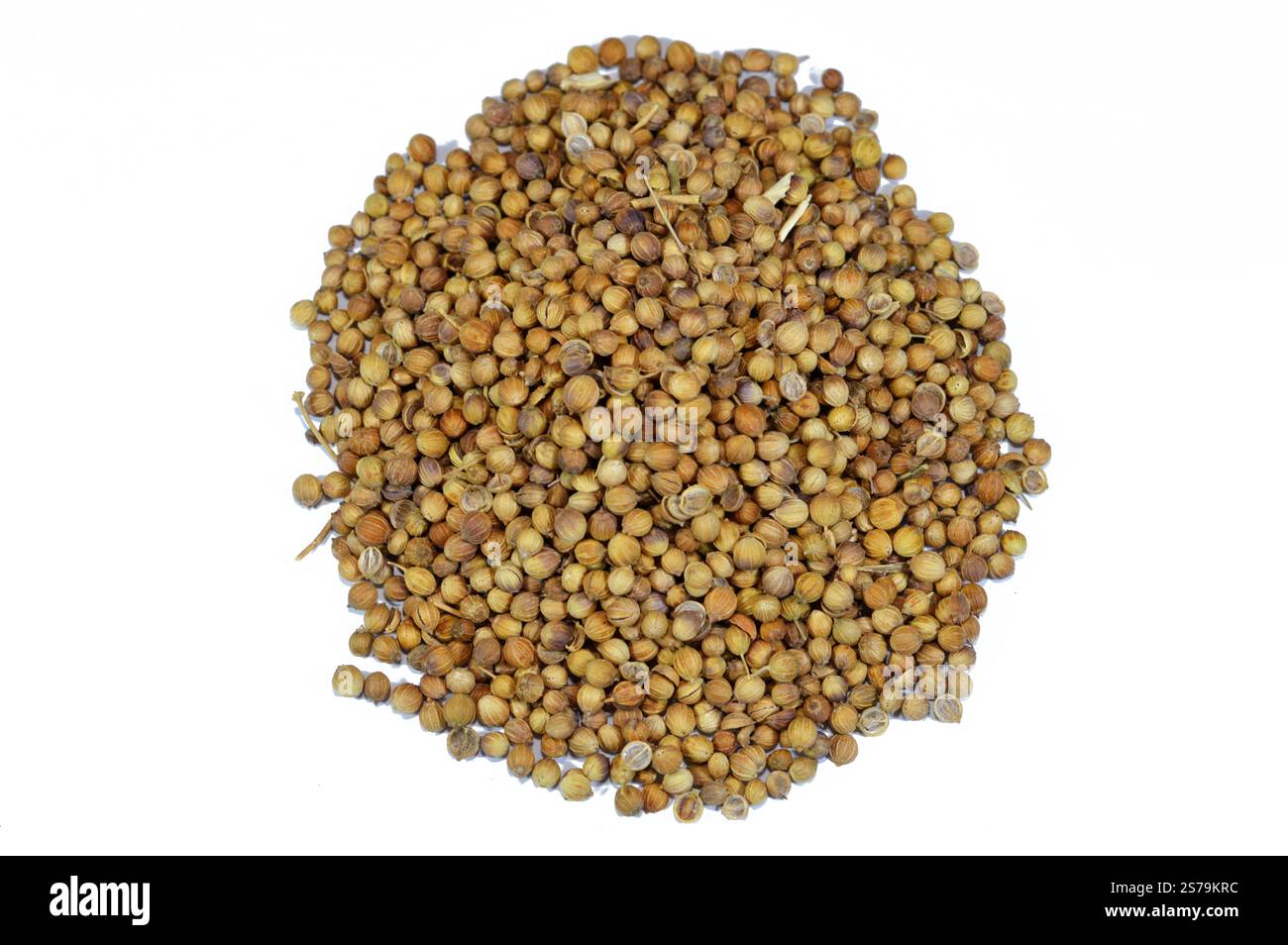 Coriander seeds, Coriandrum sativum, also known as cilantro, an annual ...