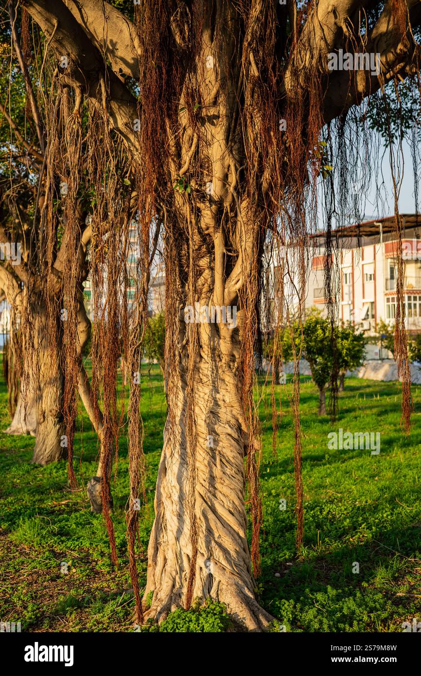 Majestic banyan tree with twisted bark in sunlit park Stock Photo - Alamy