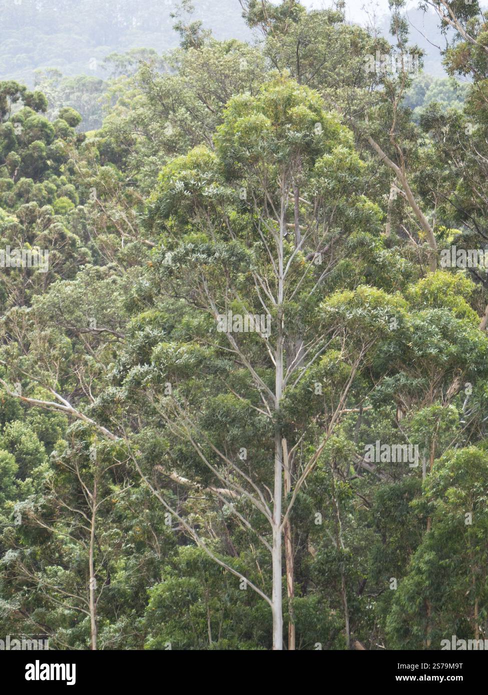 Eucalyptus Gum Trees, Australia Stock Photo - Alamy