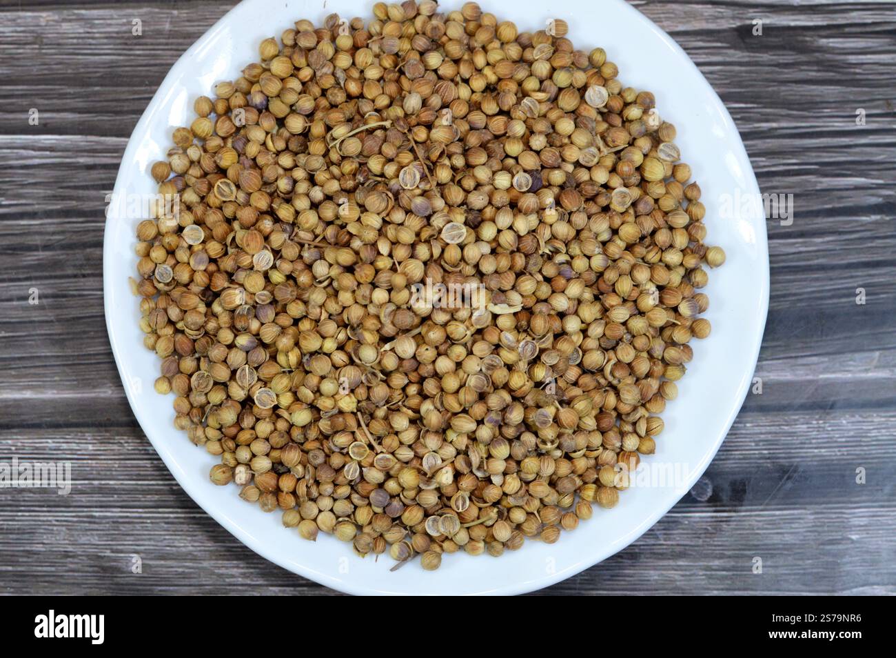 Coriander seeds, Coriandrum sativum, also known as cilantro, an annual ...