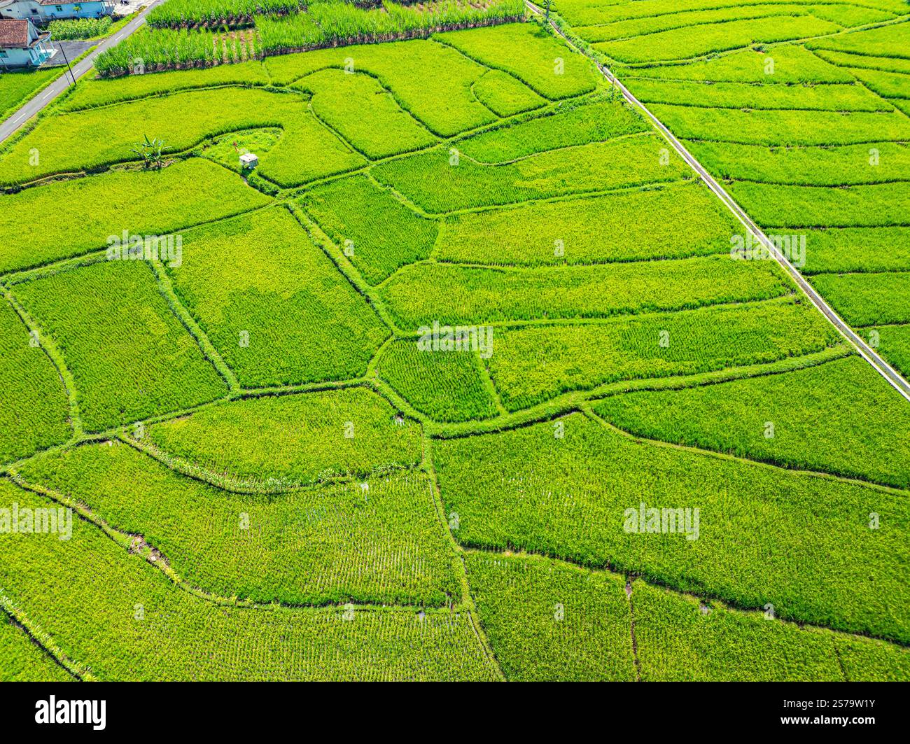 Aerial view rice field in front of Simbar Semeru volcano. the highest ...