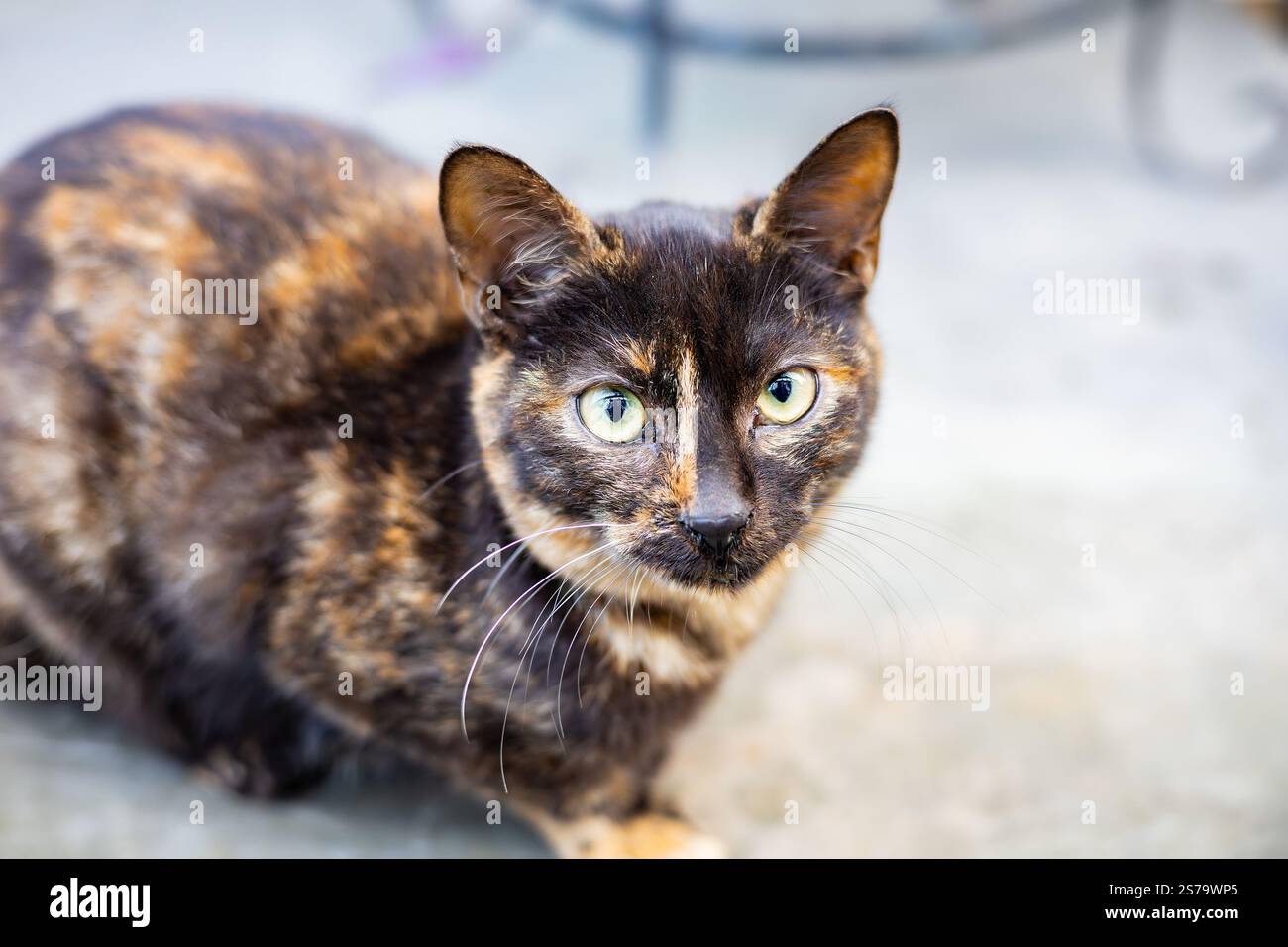 Close-up of a tortoiseshell cat with green eyes in a natural setting ...