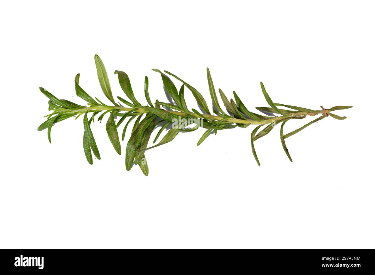 Rosemary, Salvia rosmarinus, a shrub with fragrant, evergreen, needle ...