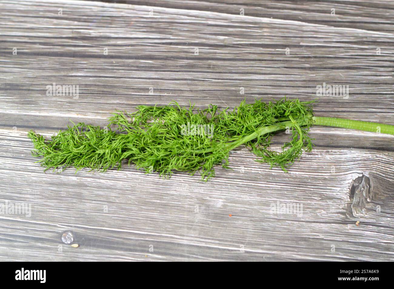 Anise, Pimpinella anisum aniseed or anix, a flowering plant in the ...