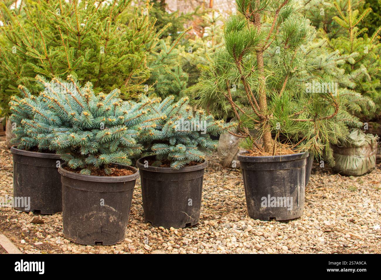 Thuja and spruce seedlings are on sale, boxwood in pots for planting ...