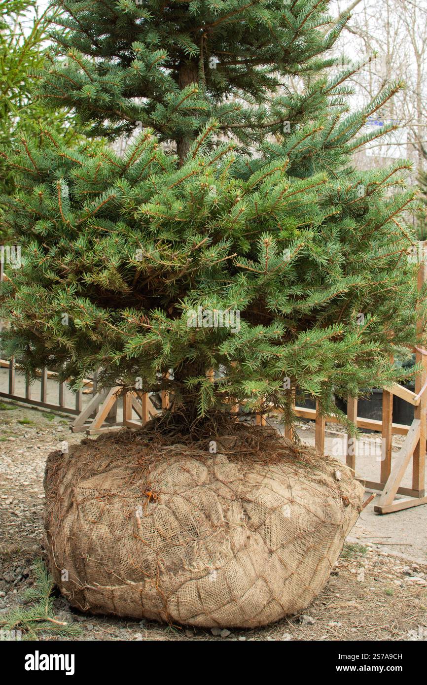 Seedlings of coniferous trees in pots in the plant nursery ready for ...