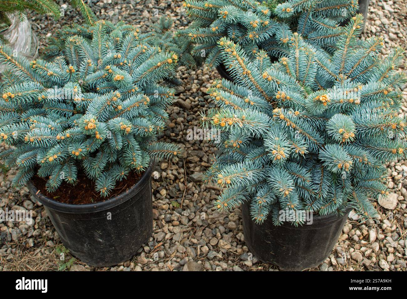 Seedlings of coniferous trees blue spruce in pots in the plant nursery ...