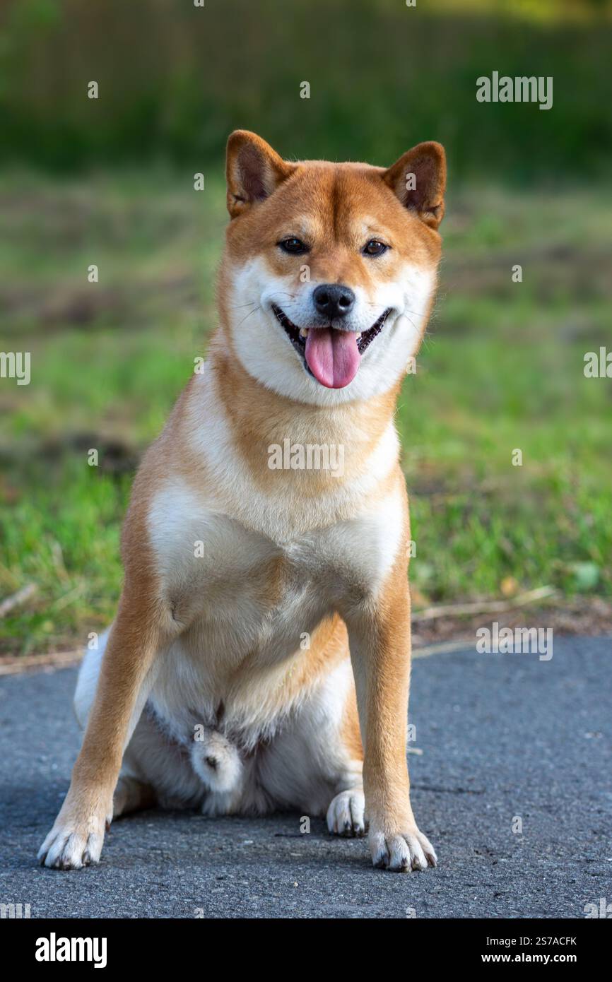 The Shiba Inu dog plays in the garden on a bright sunny day. Portrait ...