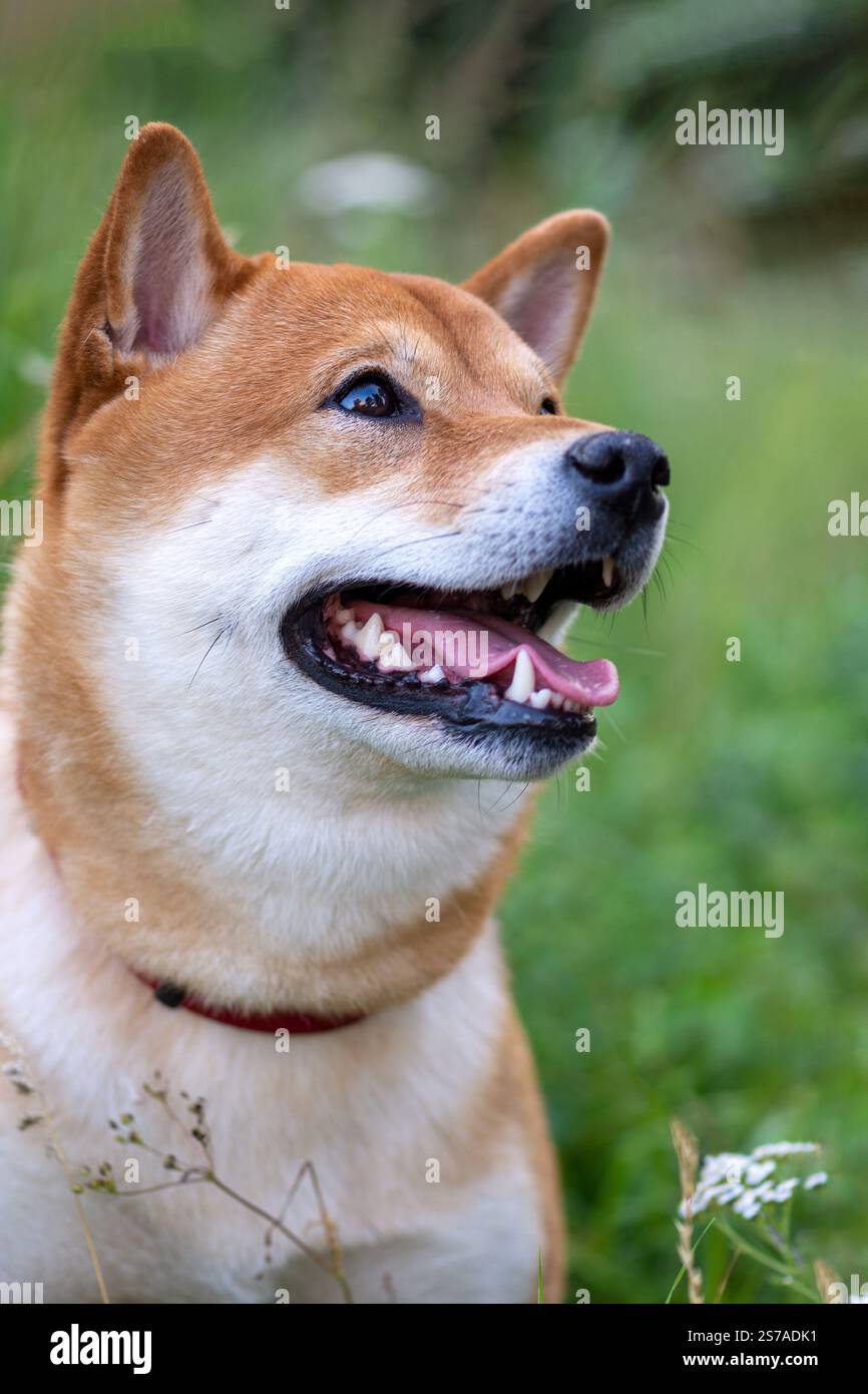 The Shiba Inu dog plays in the garden on a bright sunny day. Portrait ...
